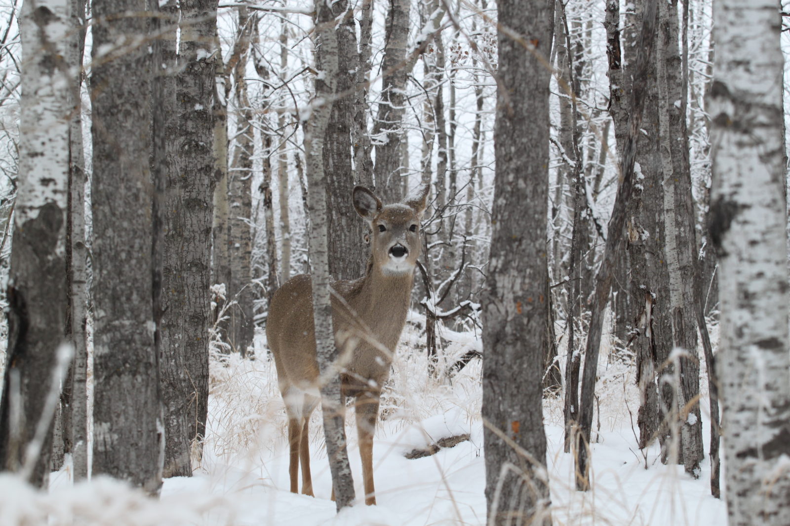 FortWhyte Alive | Hiking + Walking - FortWhyte Alive